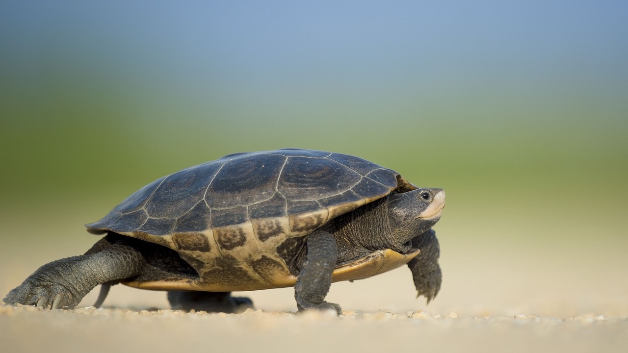 Unlocking Turtle Dreams: Spiritual Meanings And Interpretations - Dream ...